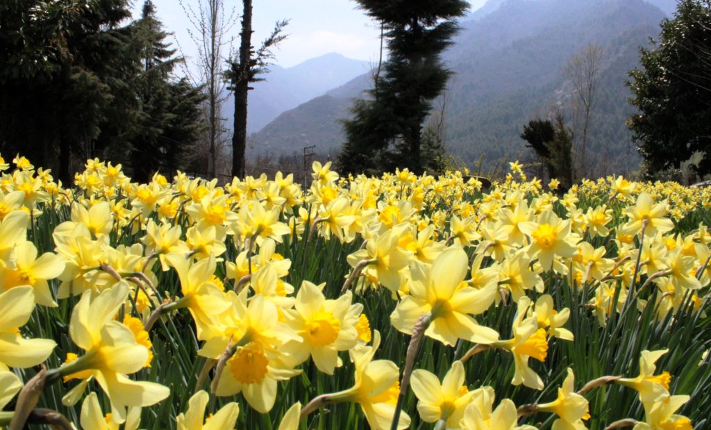 Spring comes in Kashmir: The Spring flowers in full bloom as Dara ...