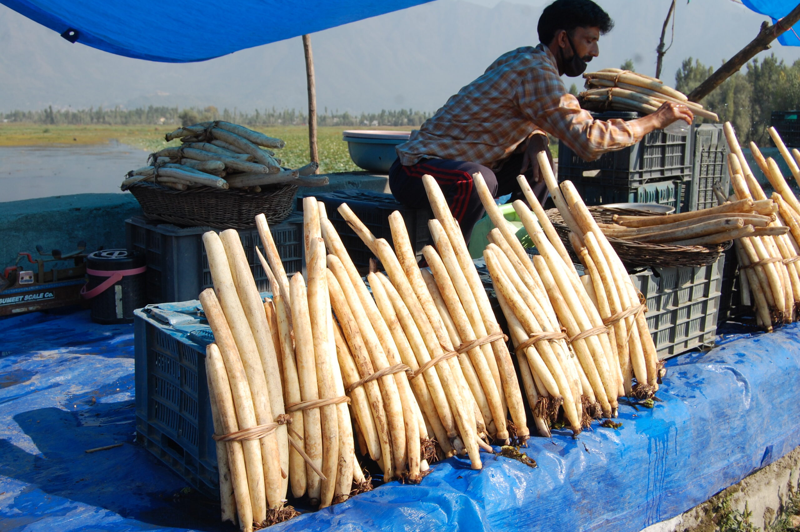 Nadroo cultivation is growing in Dal and Nigeen, making growers happy ...