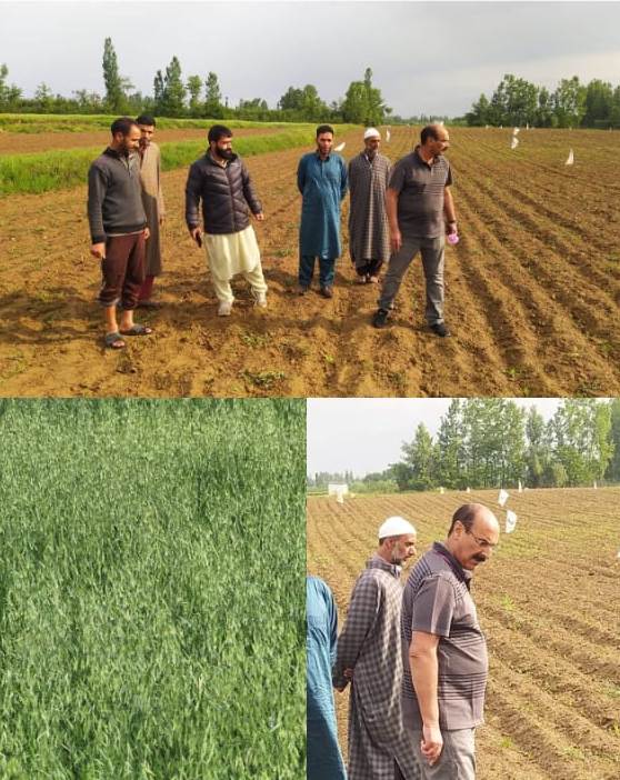 Director Agriculture Kashmir visits Agriculture farm Allowpora - Voice ...